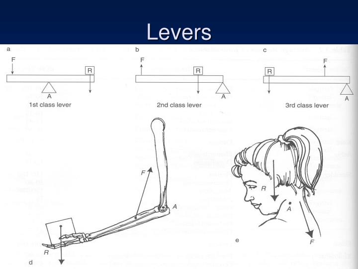 PPT - The Human Machine: Biomechanics in Daily Life PowerPoint ...