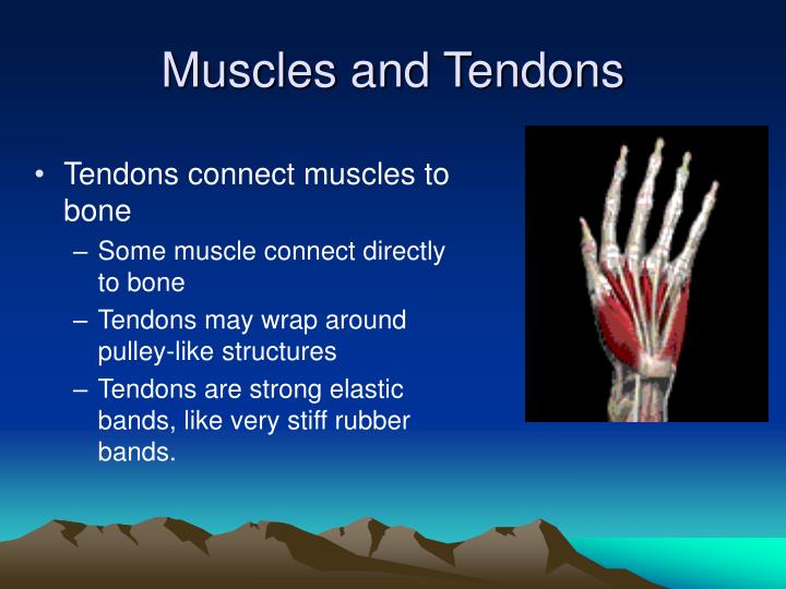 PPT - The Human Machine: Biomechanics in Daily Life PowerPoint ...