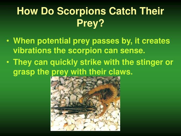 PPT - Scorpions PowerPoint Presentation - ID:1265595
