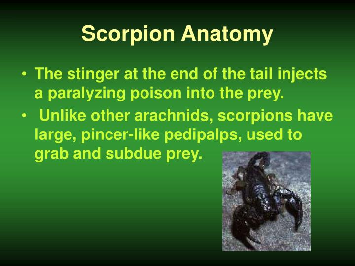 PPT - Scorpions PowerPoint Presentation - ID:1265595