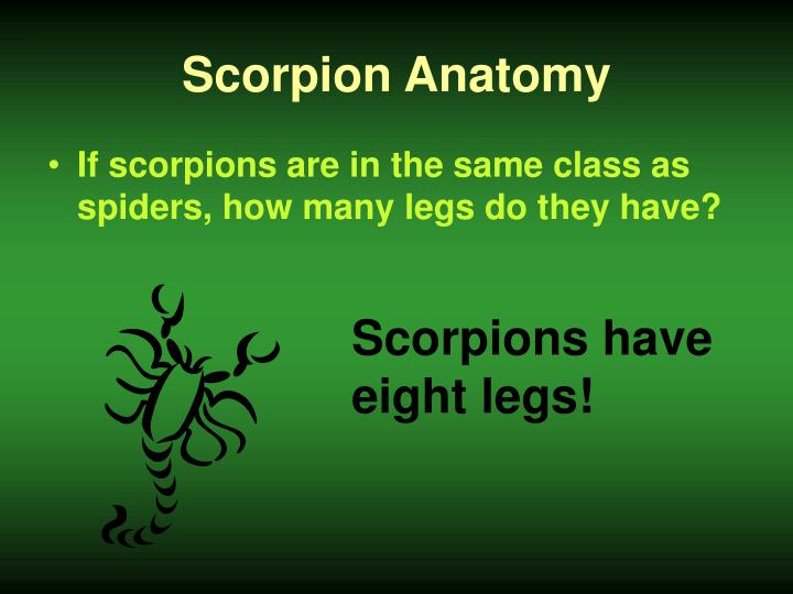PPT - Scorpions PowerPoint Presentation - ID:1265595