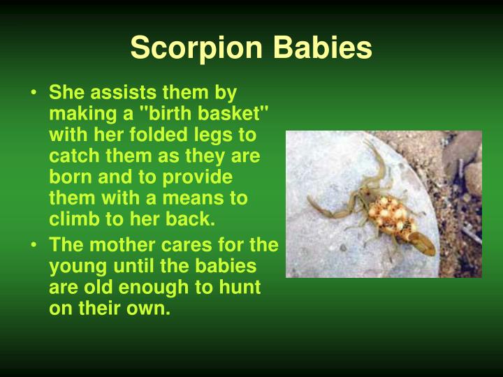 PPT - Scorpions PowerPoint Presentation - ID:1265595