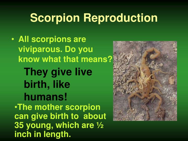 PPT - Scorpions PowerPoint Presentation - ID:1265595