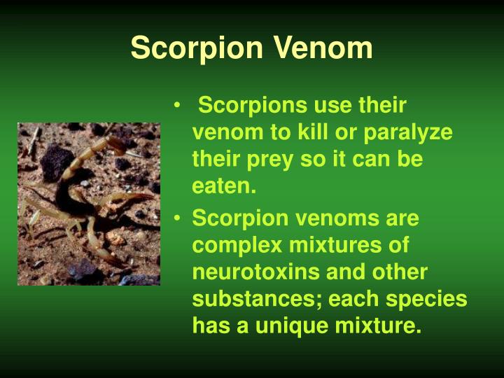 PPT - Scorpions PowerPoint Presentation - ID:1265595