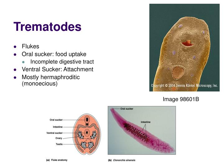PPT - MICR 454L PowerPoint Presentation - ID:1266033