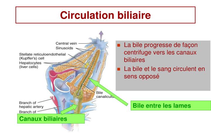 PPT - Le foie & la bile PowerPoint Presentation - ID:1266111