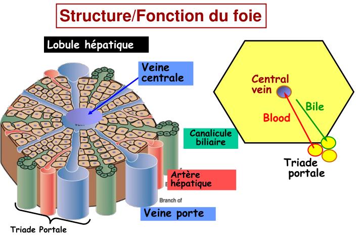PPT - Le foie & la bile PowerPoint Presentation - ID:1266111