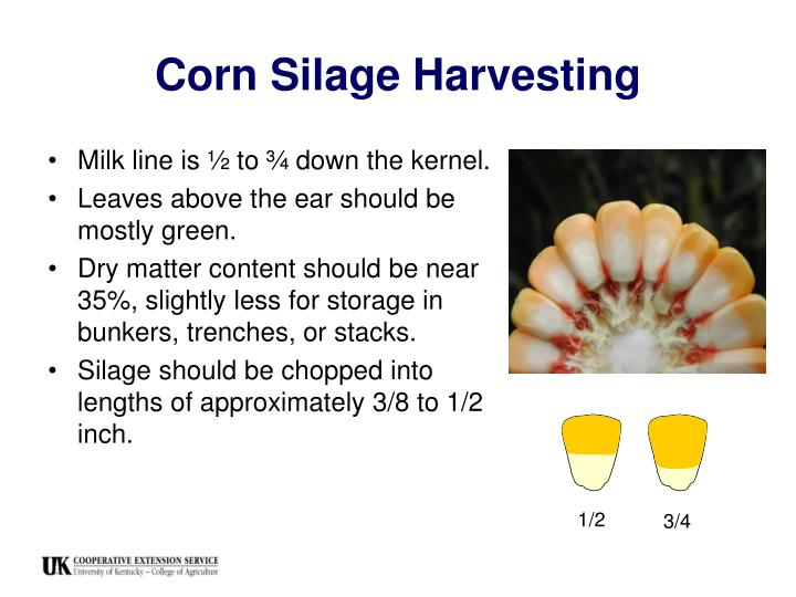 PPT - Corn Silage Production PowerPoint Presentation - ID:1266501