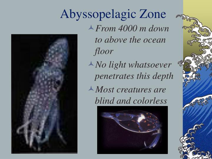 PPT - Open Ocean PowerPoint Presentation - ID:1266916