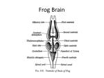 PPT - Frog Body Parts and Functions PowerPoint Presentation - ID:1266919