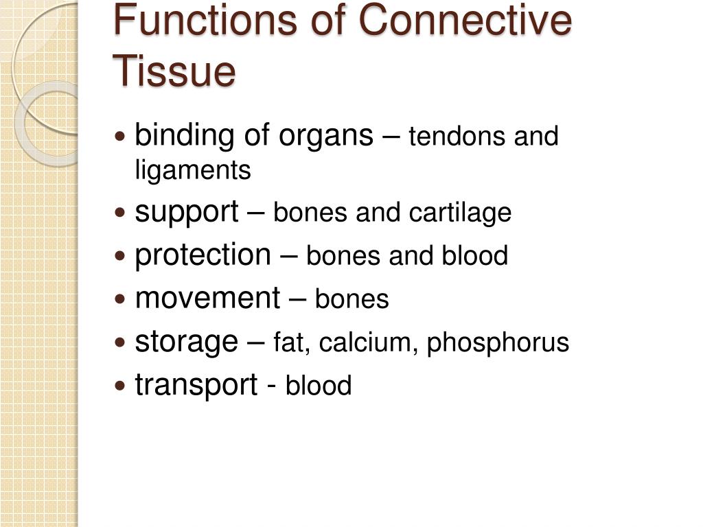 Connective Tissue Definition Types Functions Structur - vrogue.co Connective Tissue Definition Types Functions Structur - vrogue.co