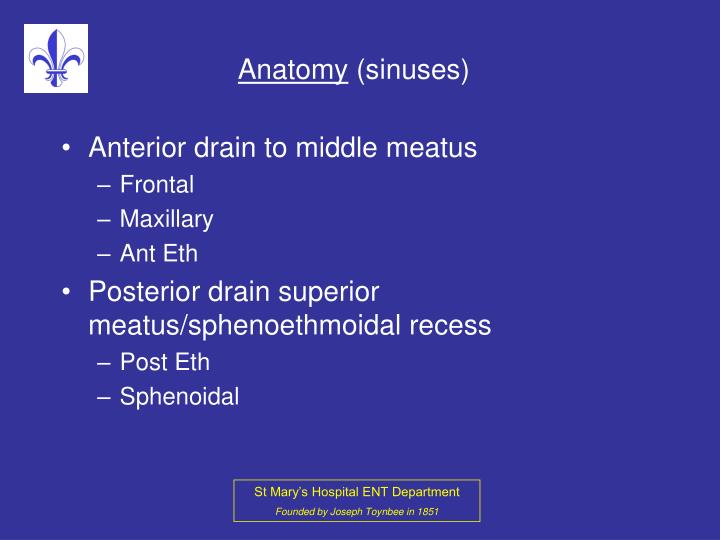 PPT - Rhinology PowerPoint Presentation - ID:1267934
