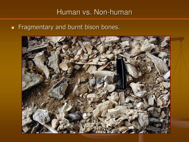 PPT - Identifying human versus non-human skeletal remains in the field ...