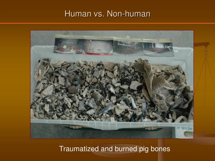PPT - Identifying human versus non-human skeletal remains in the field ...