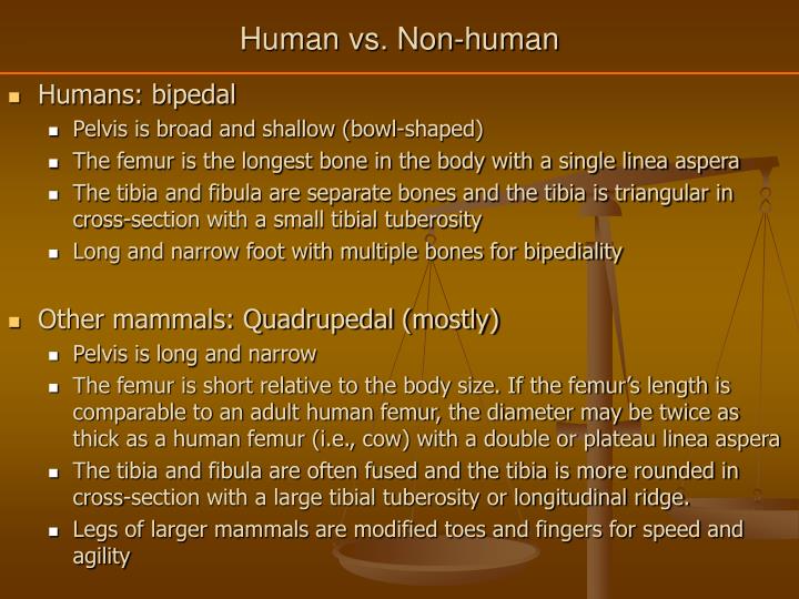 PPT - Identifying human versus non-human skeletal remains in the field ...