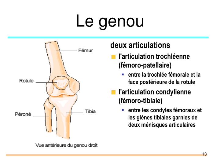 PPT - Pathologie péri-articulaire membre inférieur PowerPoint ...