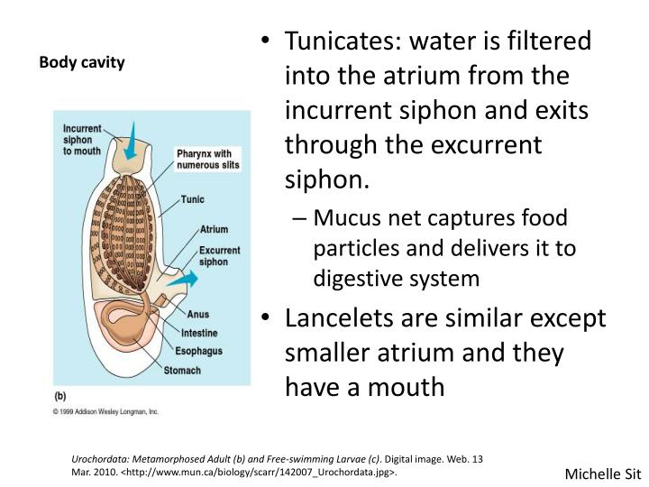 PPT - Chordata: Urochordata and Cephalochordata PowerPoint Presentation ...