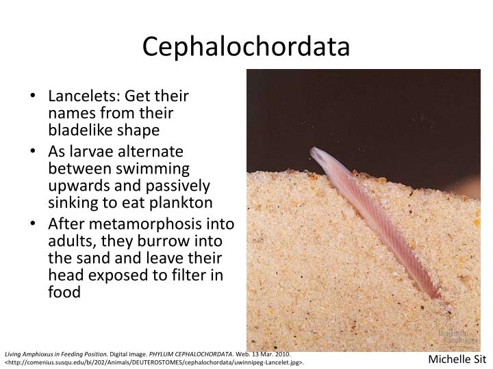 PPT - Chordata: Urochordata and Cephalochordata PowerPoint Presentation ...