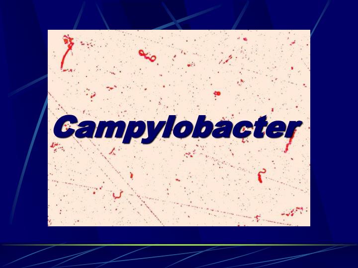 PPT - Campylobacter PowerPoint Presentation, free download - ID:1270034