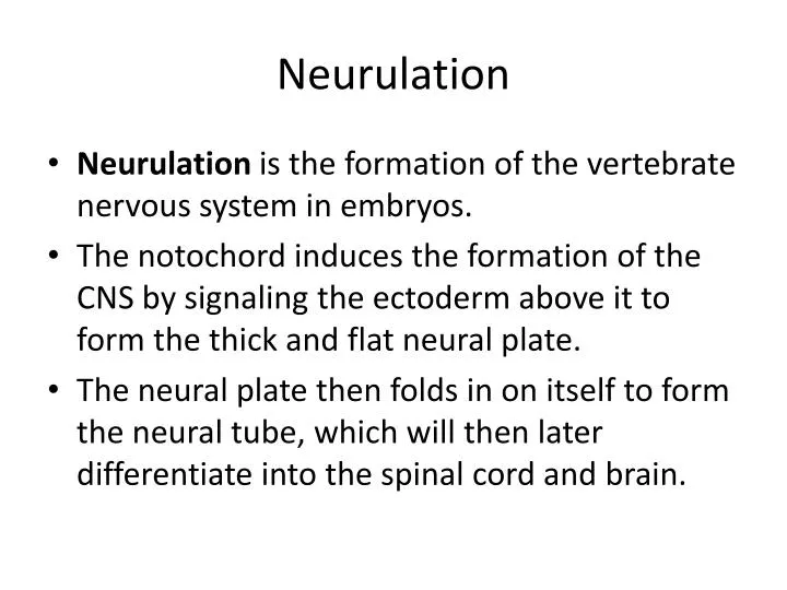 PPT - Neurulation PowerPoint Presentation, free download - ID:1270086