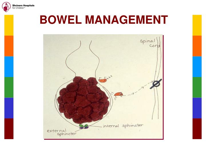 PPT - Management of the Neurogenic Bowel PowerPoint Presentation - ID ...