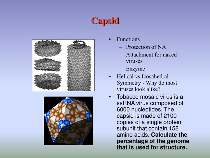 PPT - General Virology PowerPoint Presentation - ID:1270837