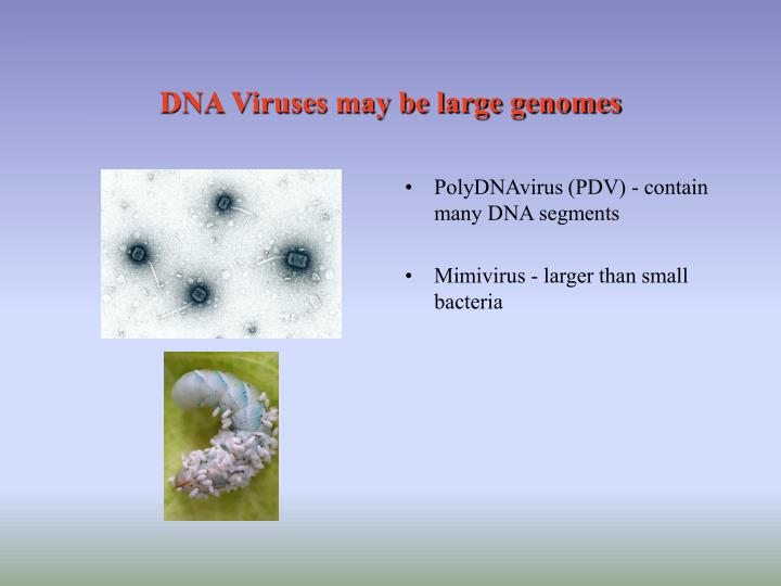 PPT - General Virology PowerPoint Presentation - ID:1270837