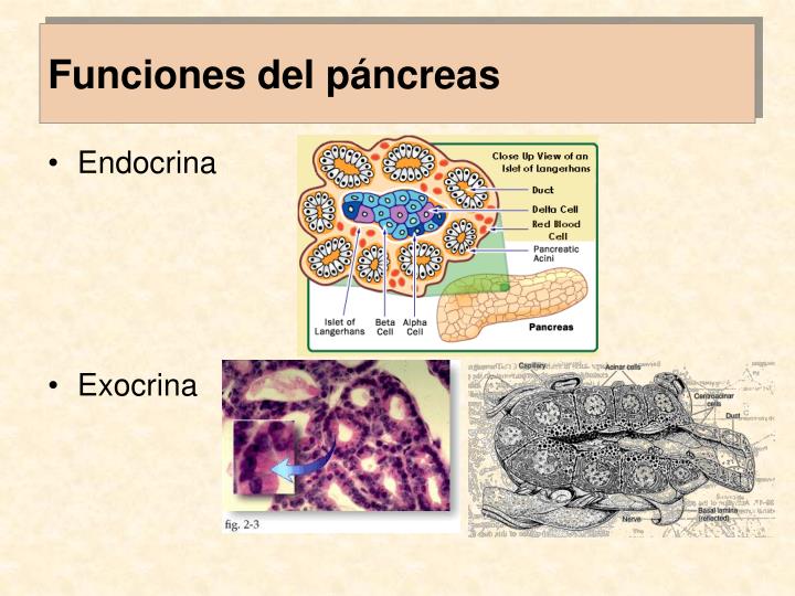 PPT - ESTUDIO DE LA FUNCION DEL PANCREAS EXOCRINO PowerPoint ...