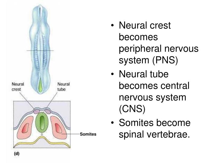 PPT - Prenatal Brain Development and Organization PowerPoint ...