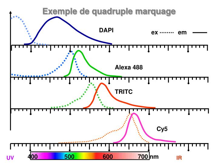 PPT - La fluorescence PowerPoint Presentation - ID:1272173