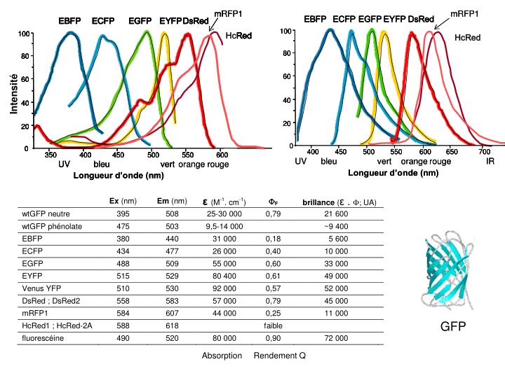 PPT - La fluorescence PowerPoint Presentation - ID:1272173