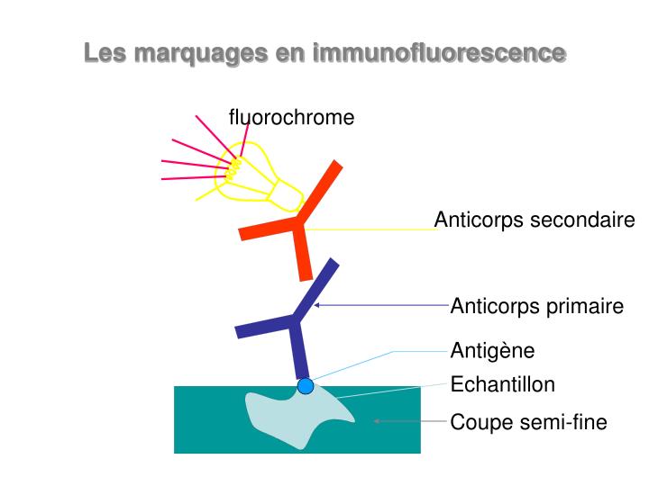 PPT - La fluorescence PowerPoint Presentation - ID:1272173