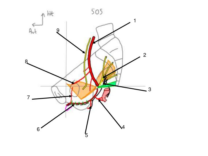 PPT - ED Anatomie du périnée PowerPoint Presentation - ID:1272302