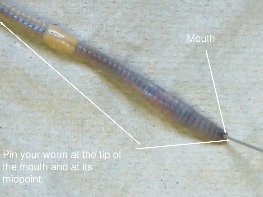 PPT - Earthworm Dissection Lumbricus terrestris Kingdom: Animalia ...