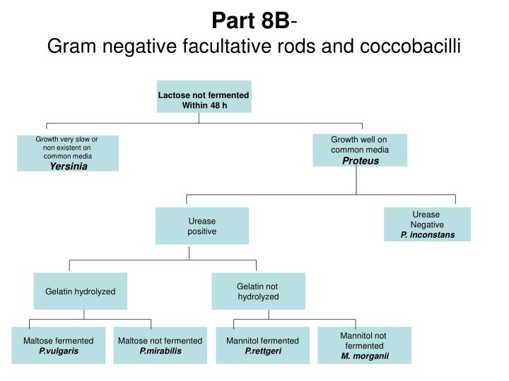 PPT - Dichotomy key PowerPoint Presentation - ID:1272718