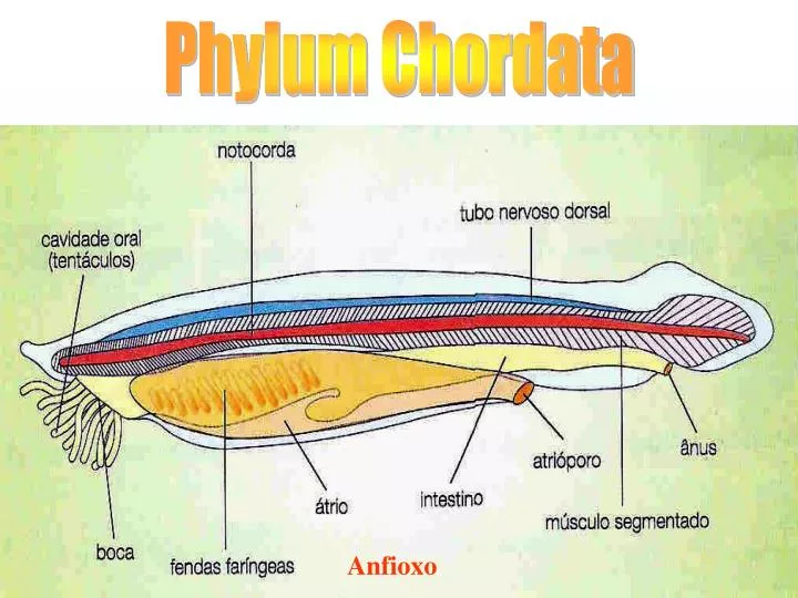 Phylum Chordata – Biology