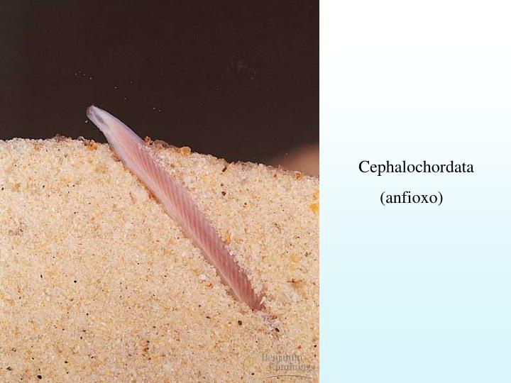 PPT - Phylum Chordata PowerPoint Presentation - ID:1273755