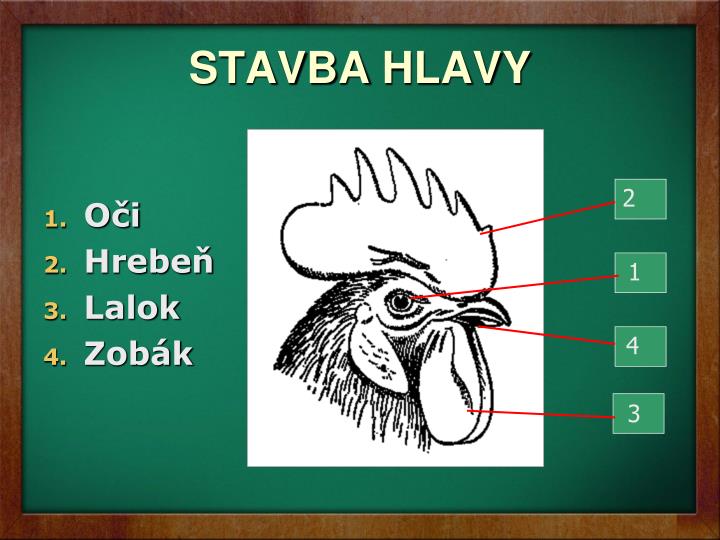 PPT - KURA DOMÁCA PowerPoint Presentation - ID:1274122