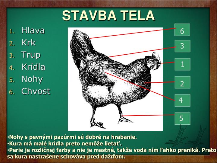 PPT - KURA DOMÁCA PowerPoint Presentation - ID:1274122