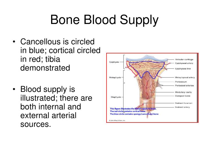 PPT - Bone Remodeling of the Equine Distal Limb PowerPoint Presentation ...