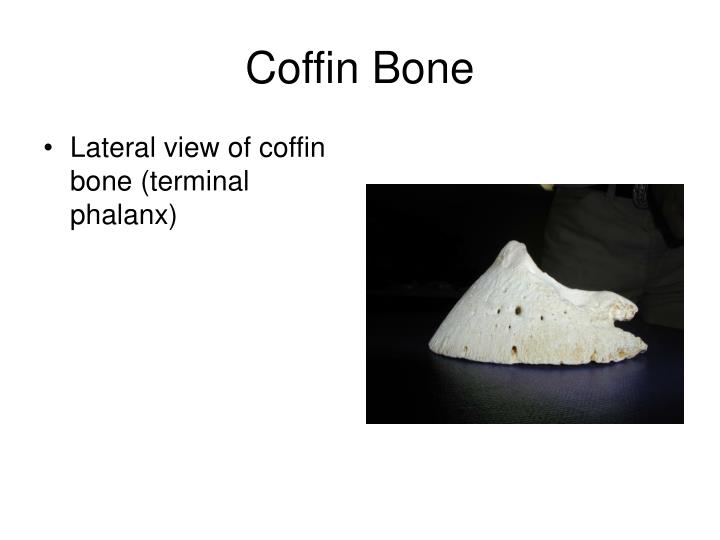 PPT - Bone Remodeling of the Equine Distal Limb PowerPoint Presentation ...