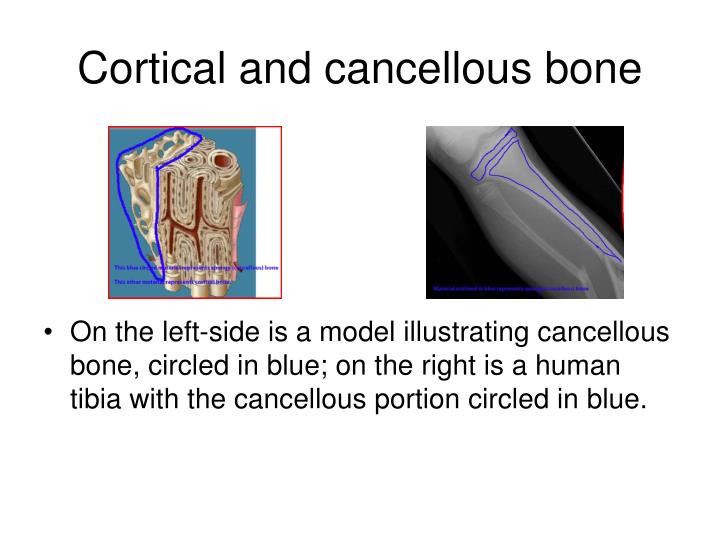 PPT - Bone Remodeling of the Equine Distal Limb PowerPoint Presentation ...