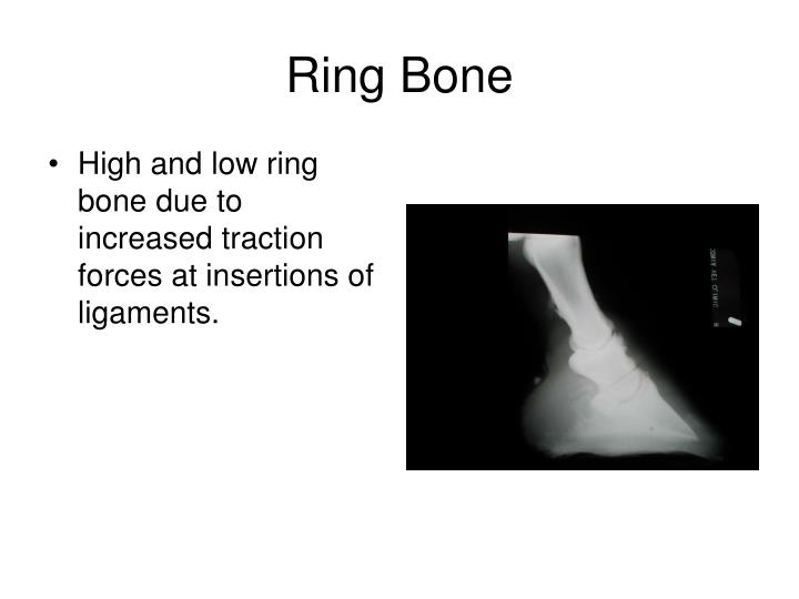 PPT - Bone Remodeling of the Equine Distal Limb PowerPoint Presentation ...