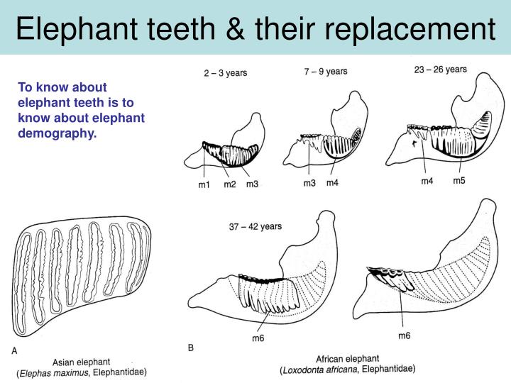 PPT - Order Proboscidea: the Elephants PowerPoint Presentation - ID:1274218