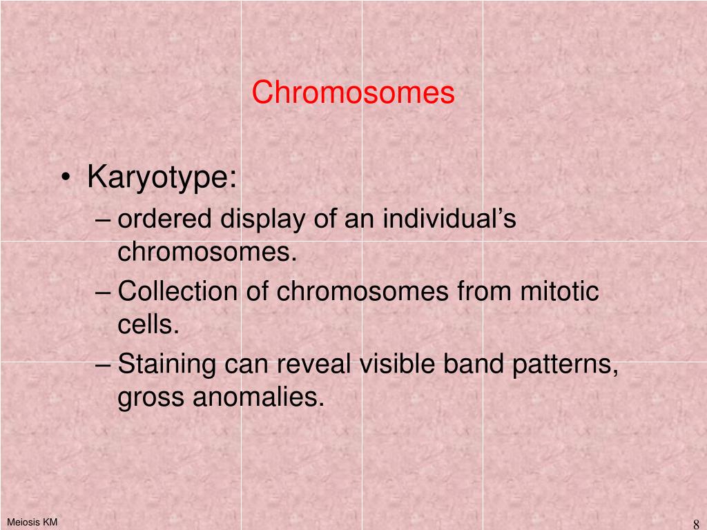 Ppt Meiosis And Genetic Variation Powerpoint Presentation Free