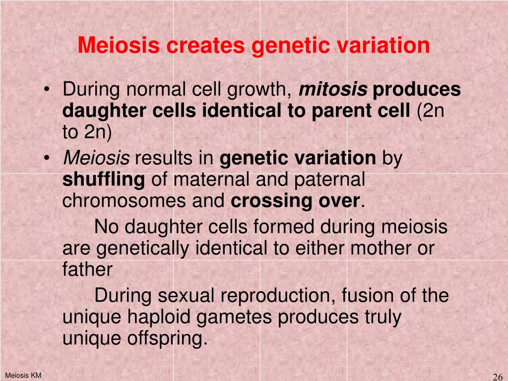 Ppt Meiosis And Genetic Variation Powerpoint Presentation Free