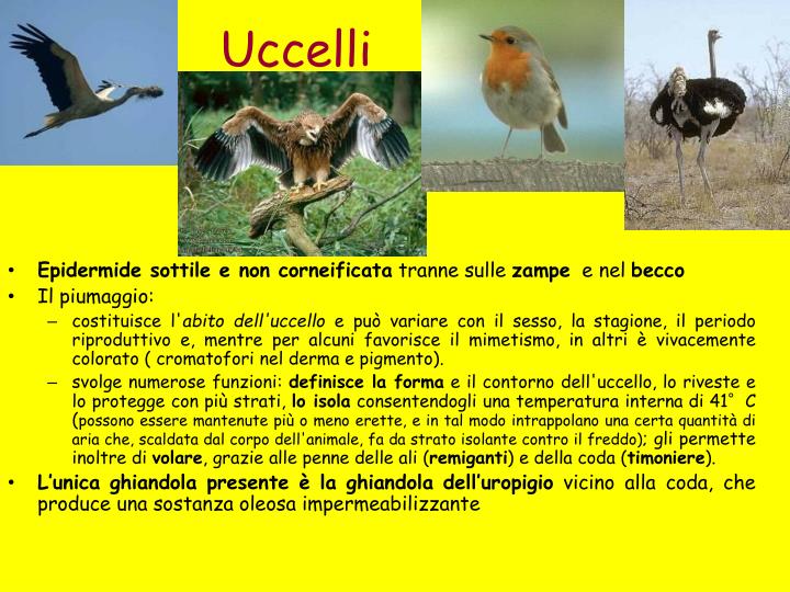 PPT - APPARATO TEGUMENTARIO PowerPoint Presentation - ID:1277143