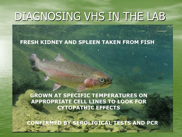 PPT - Viral Hemorrhagic Septicemia PowerPoint Presentation - ID:1277339