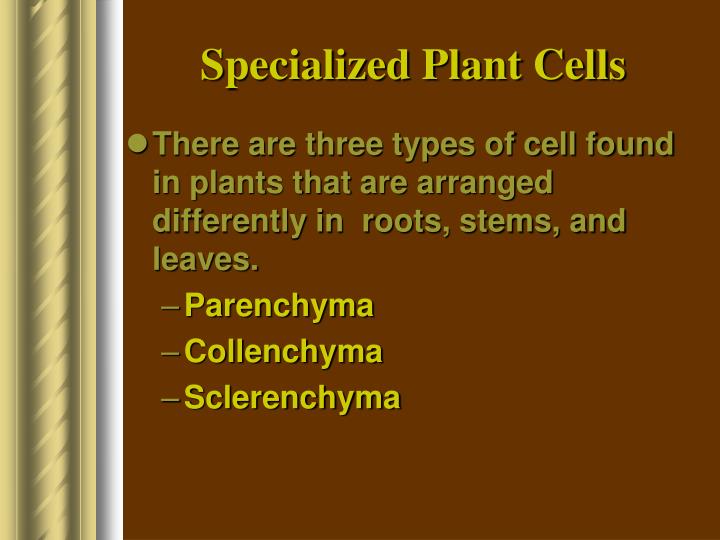 PPT - Structures and Functions in Plants PowerPoint Presentation - ID ...