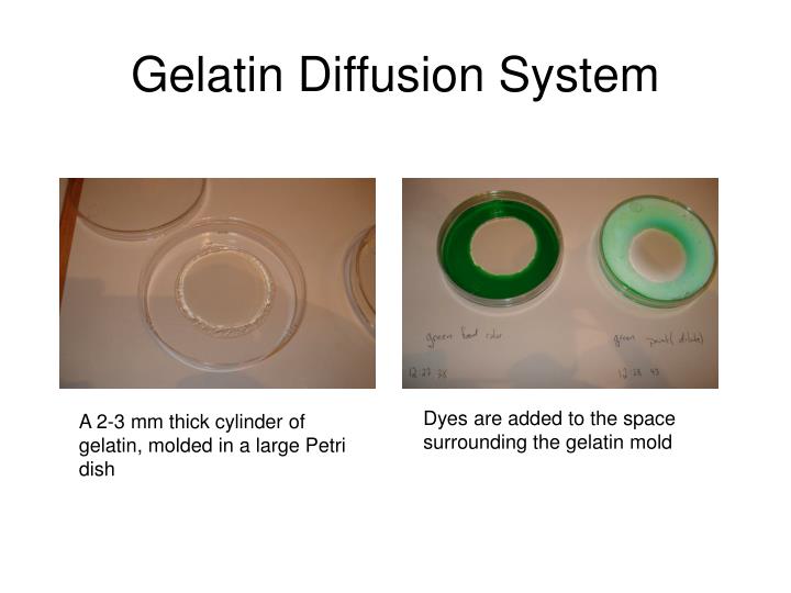 PPT - Gelatin Diffusion Experiment PowerPoint Presentation - ID:1277655